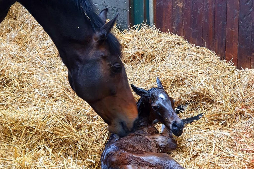 Facilities – Alne Park Stud