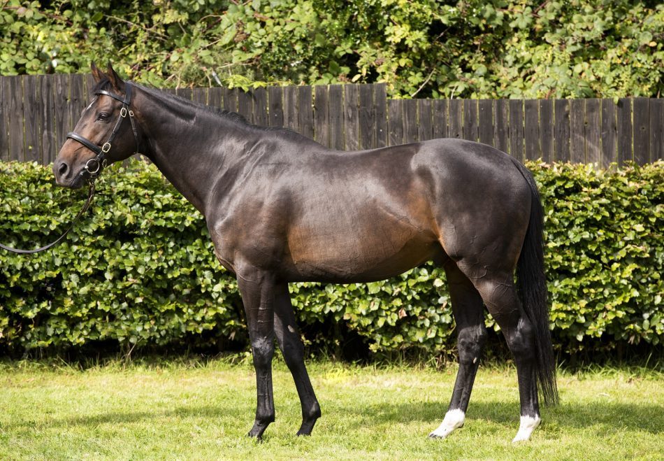 Ocovango – Alne Park Stud