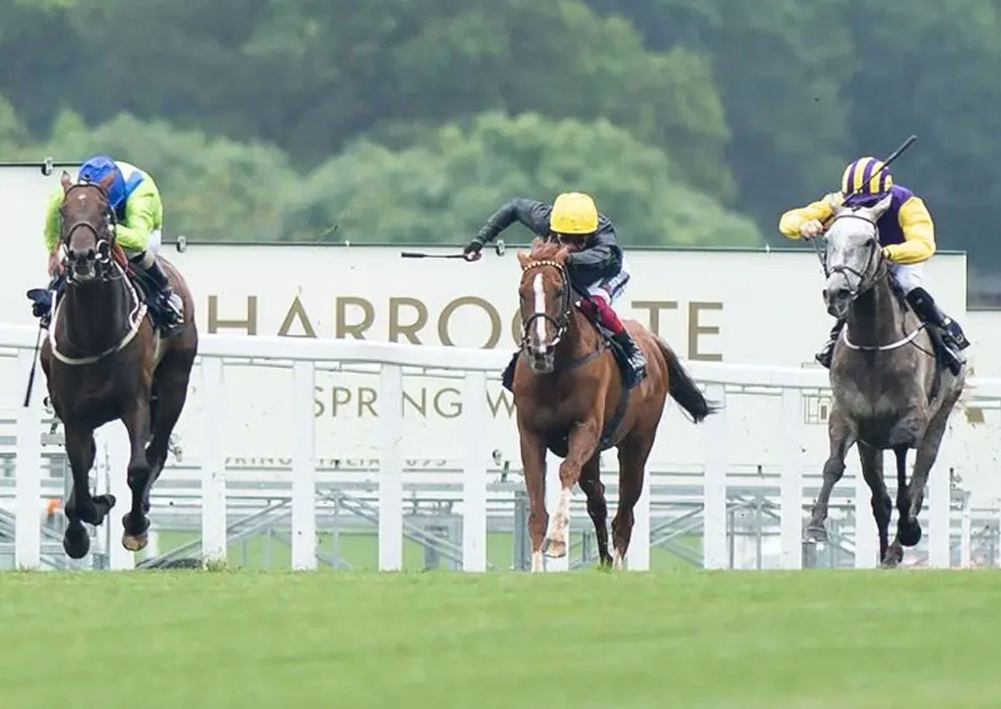 Subjectivist – Alne Park Stud