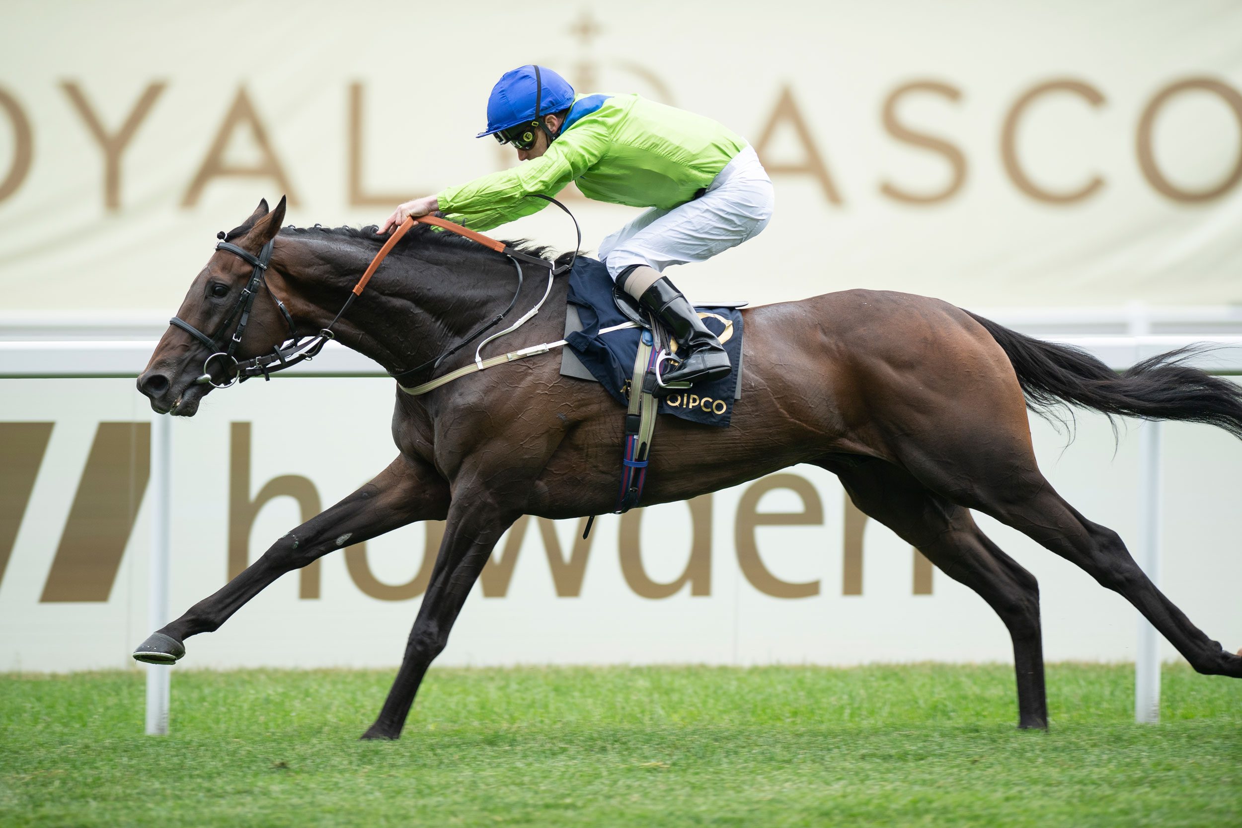 Alne Park Stud – The home of Dink, the only breeding son of champion sire Poliglote