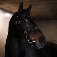 Contact Us – Alne Park Stud